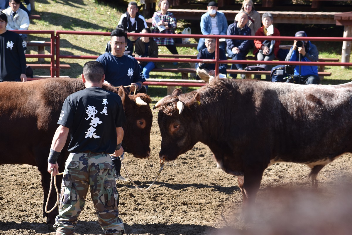 Bullfight festival in Japan | Japanese Countryside Travel Notes