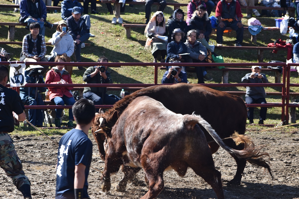 Bullfight festival in Japan | Japanese Countryside Travel Notes