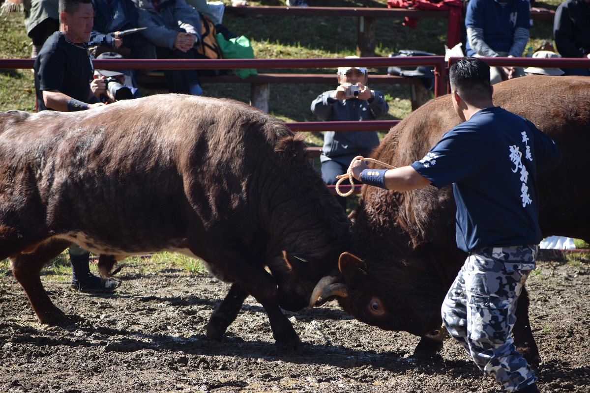 Bullfight festival in Japan | Japanese Countryside Travel Notes