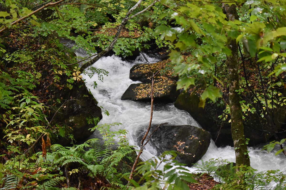 Oirase Valley in the rain | Japanese Countryside Travel Notes