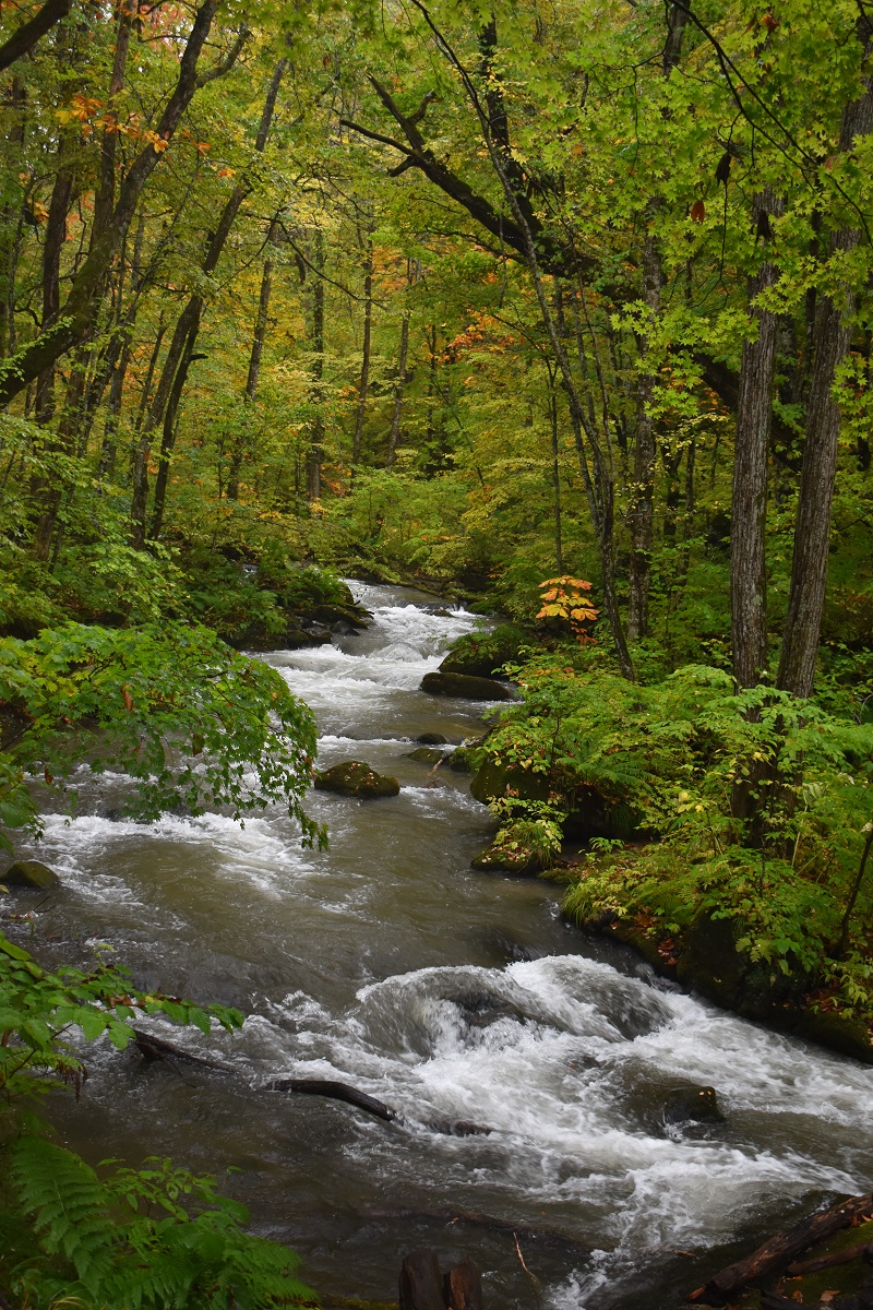 Oirase Valley in the rain | Japanese Countryside Travel Notes