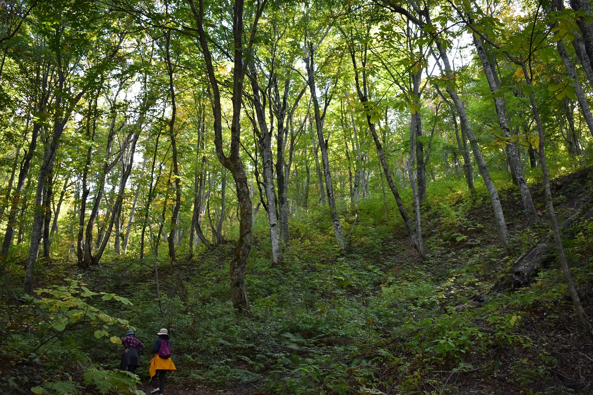 Shirakami mountains (World Heritage) | Japanese Countryside Travel Notes