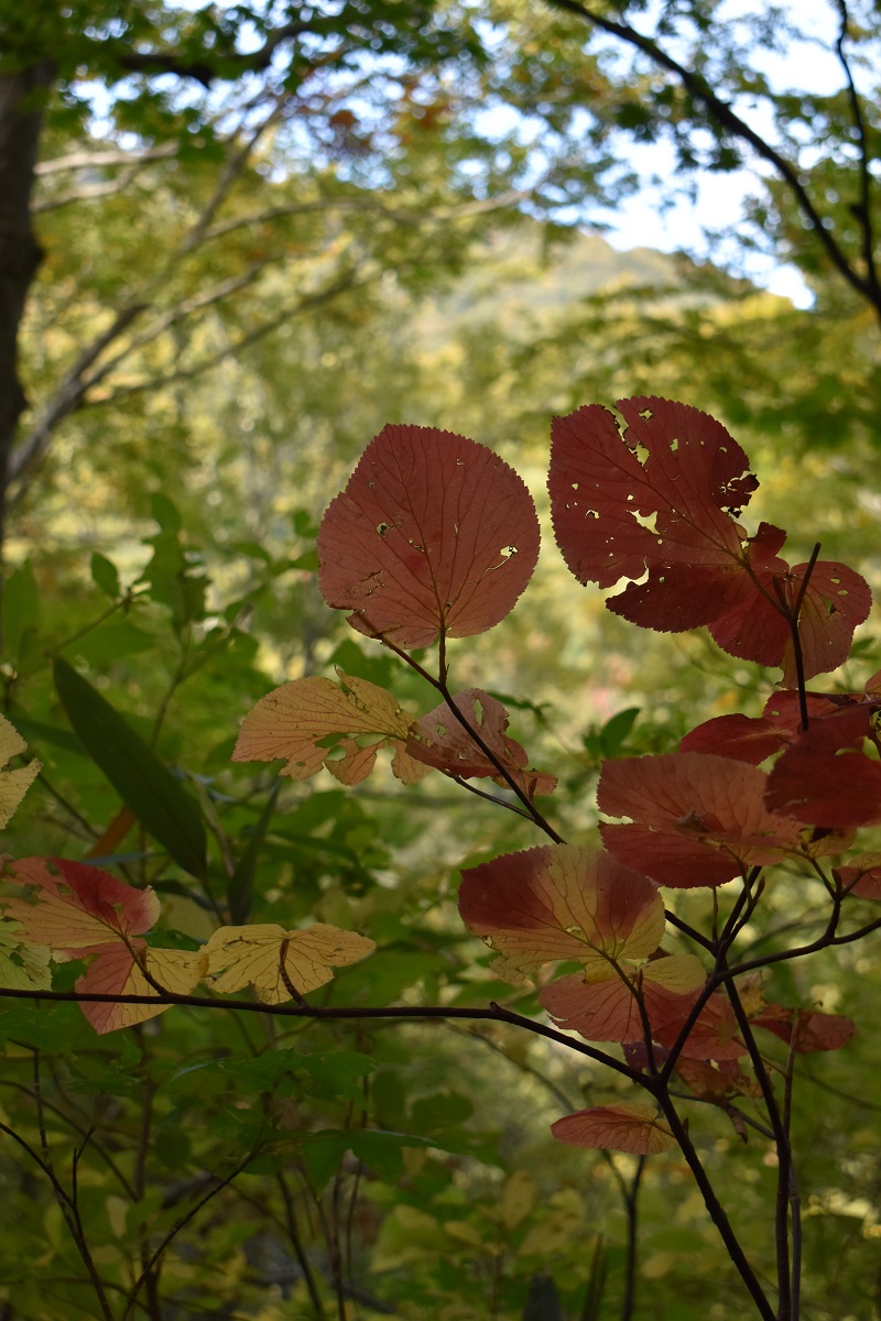 Shirakami mountains (World Heritage) | Japanese Countryside Travel Notes