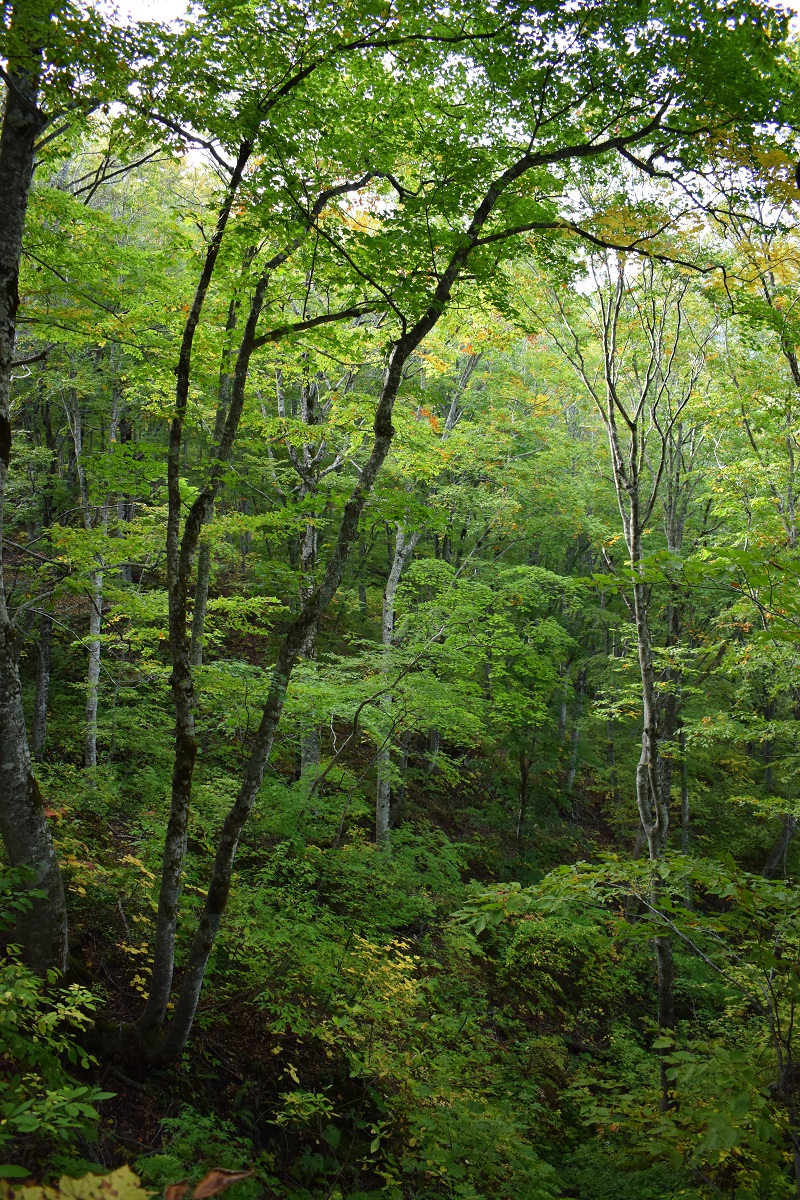 Shirakami mountains (World Heritage) | Japanese Countryside Travel Notes