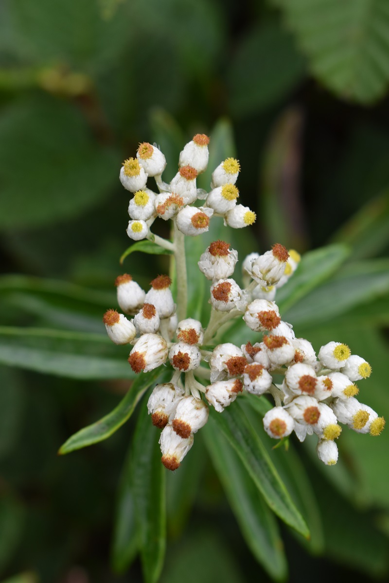 Mt.Akita-Komagatake with rich alpine plants, Moomin valley and bears ...