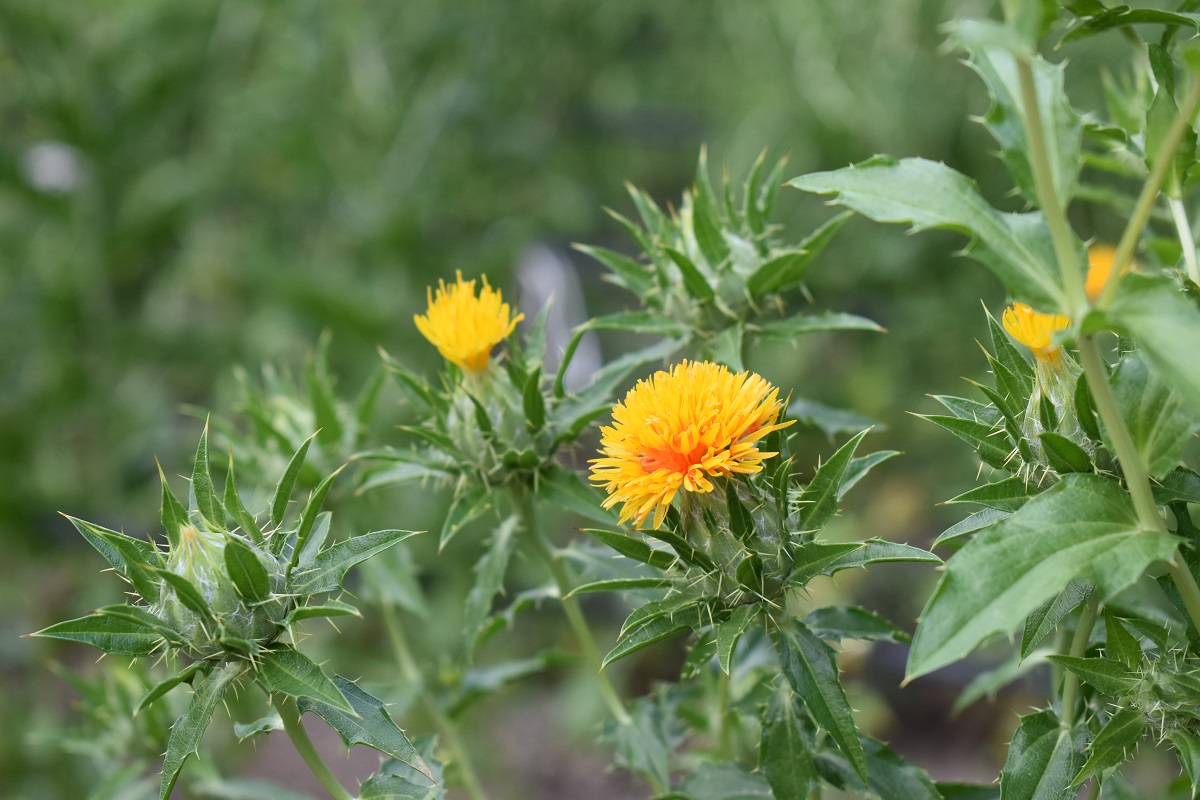 Safflower is the most important trade item in the Edo period – Japanese ...