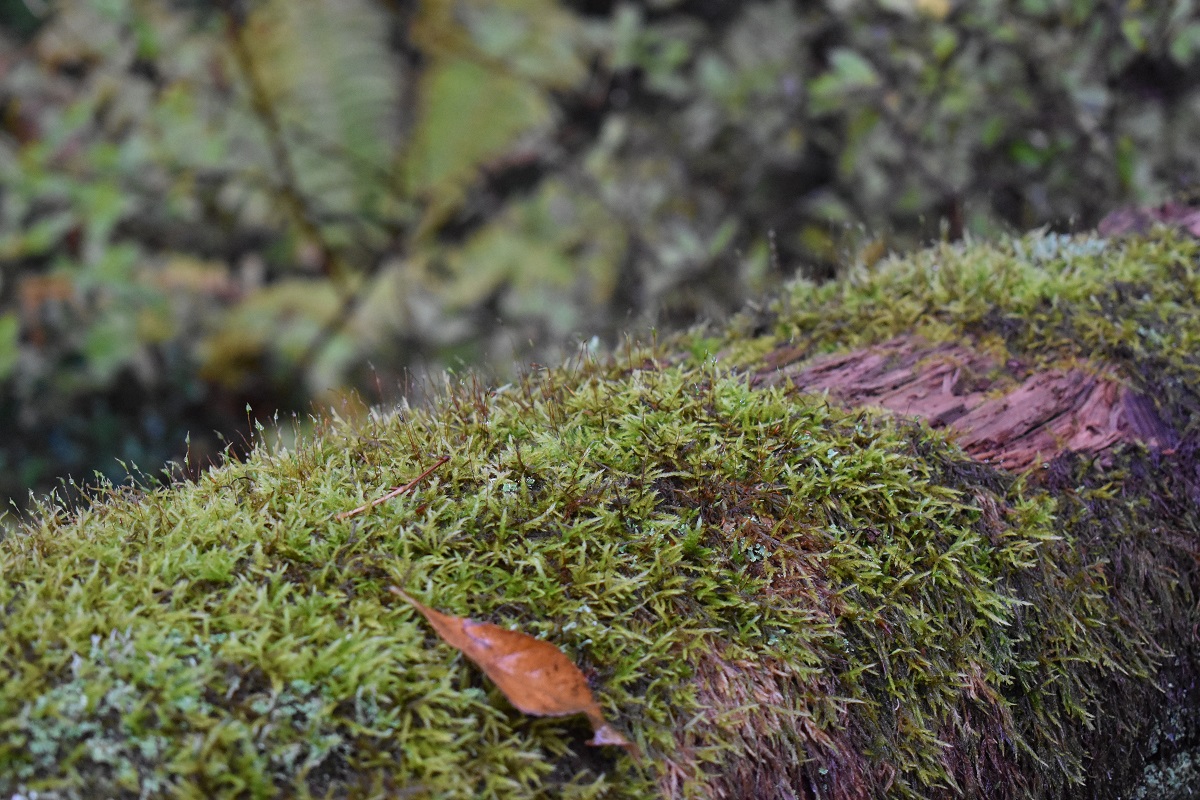 Tsuta Swamp | Japanese Countryside Travel Notes