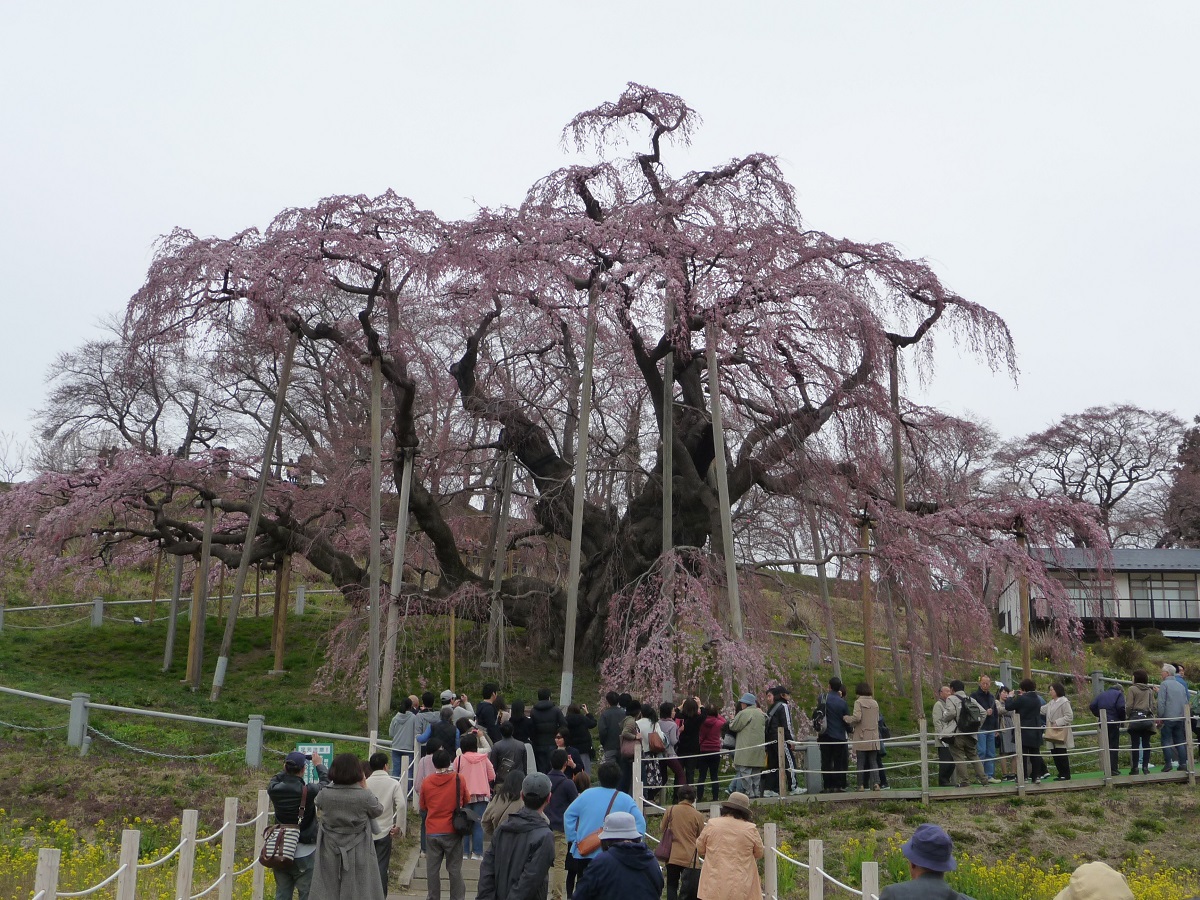 Visiting One Symbolic Cherry Blossom Tree in each village | Japanese ...