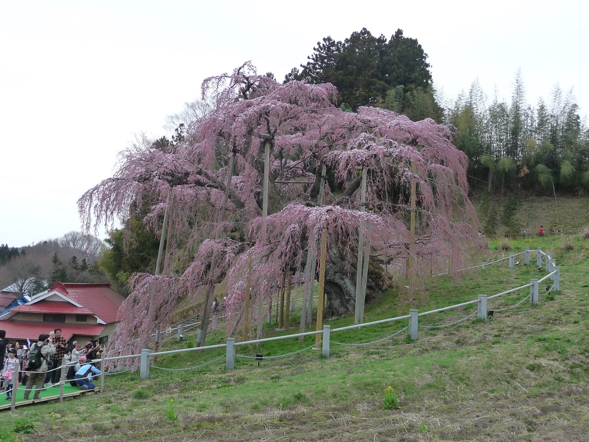Visiting One Symbolic Cherry Blossom Tree in each village | Japanese ...